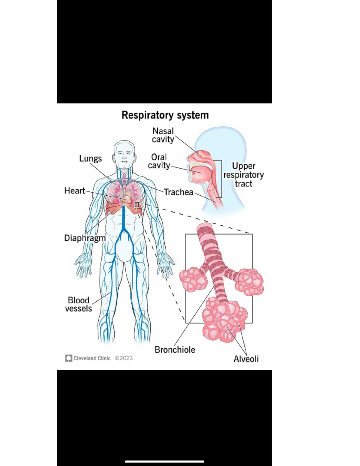 Respiratory system - Biology - Studocu