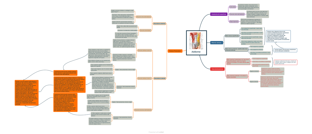 Mappa concettuale Addome - Addome Anatomia di superficie Linea alba In ...