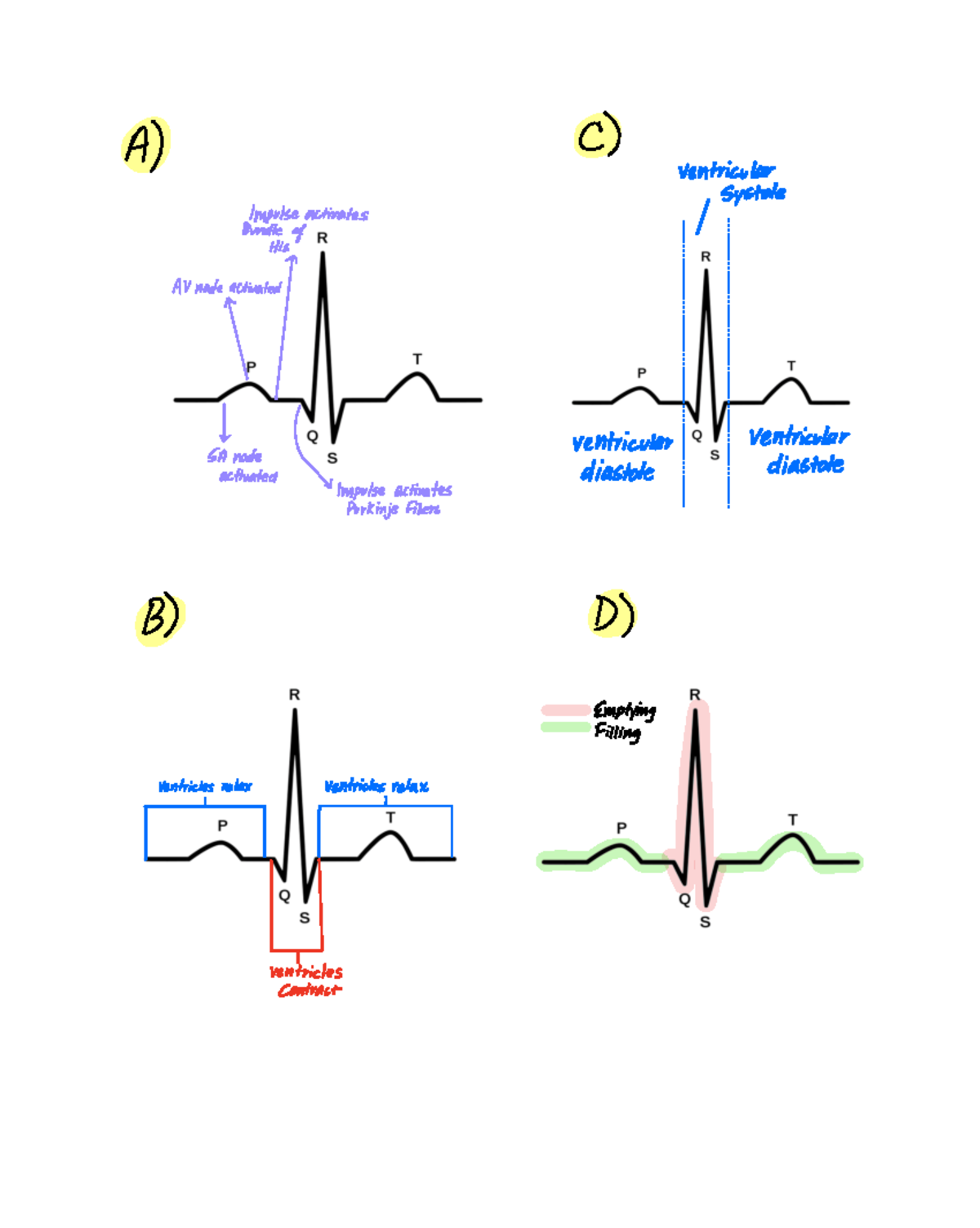 Ventricle Notes - LIFESCI 7C - A C ventris Iae Impulseactivates Bundley ...