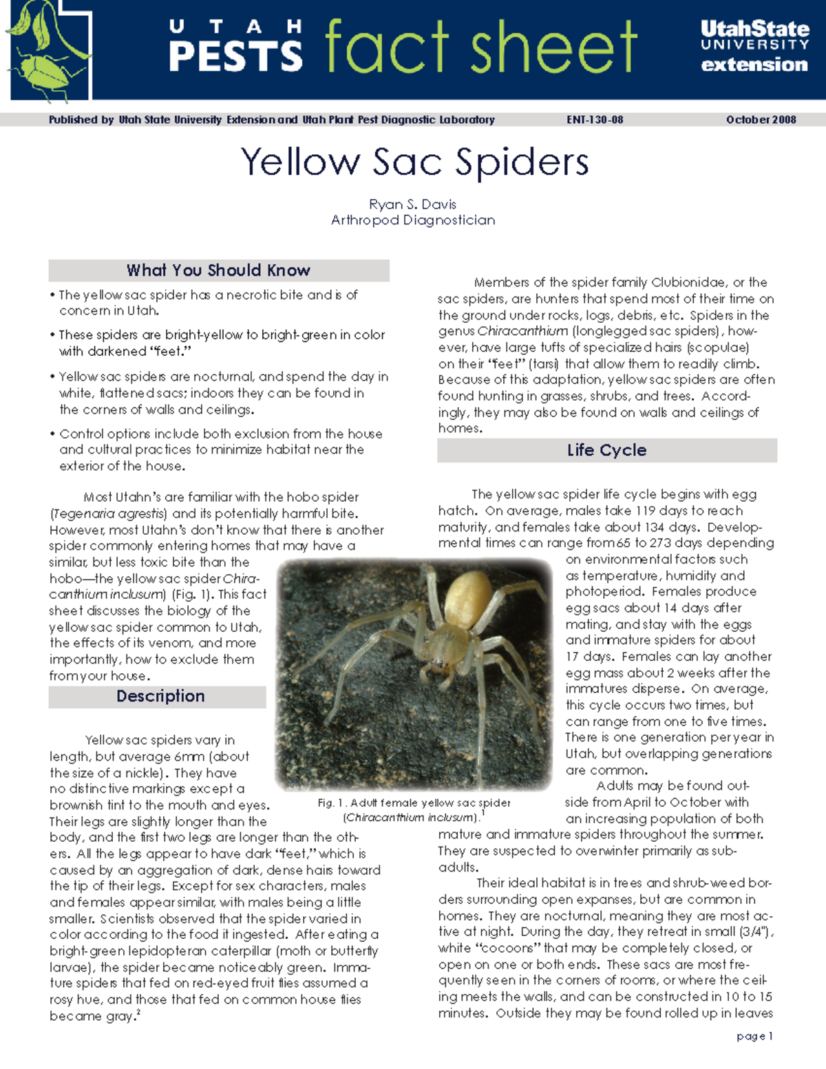 Yellow Sac Spiders - Örümcek çok güzel laylaylay - page 1 Published by ...
