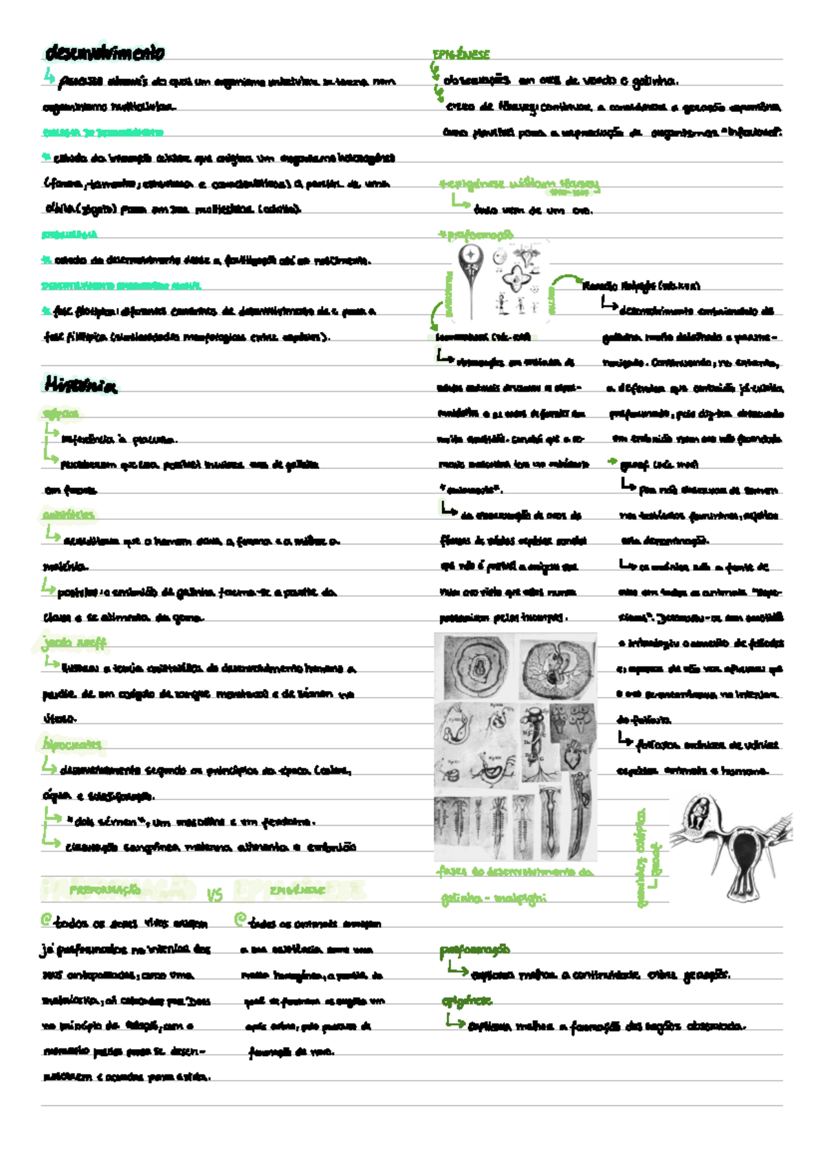 Biologia do desenvolvimento - desenvolvimento EPIGÉNESE L processo do ...
