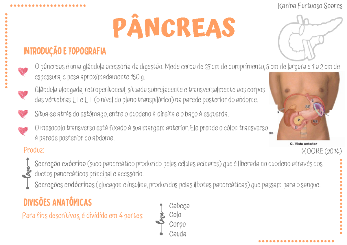Pâncreas - Anatomía y fisiología humana - PÂNCREAS O pâncreas é uma ...