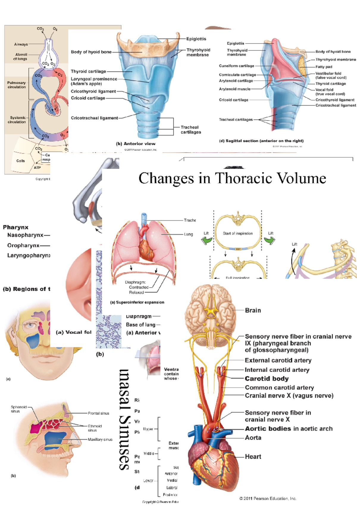 Respiratory Diagram - Can print and use this as a learning wallpaper to ...