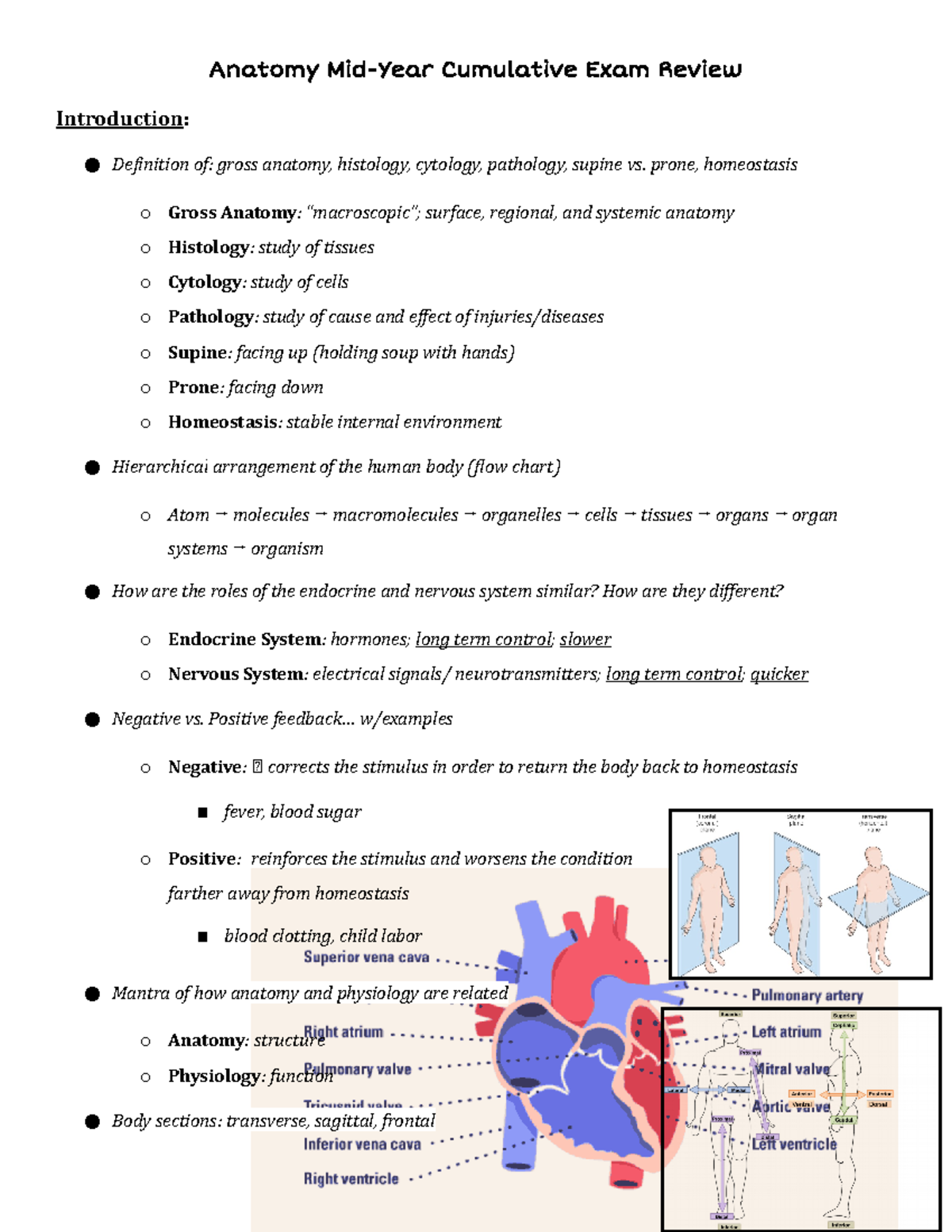Copy of Anatomy Study Guide - Introduction: Definition of: gross ...