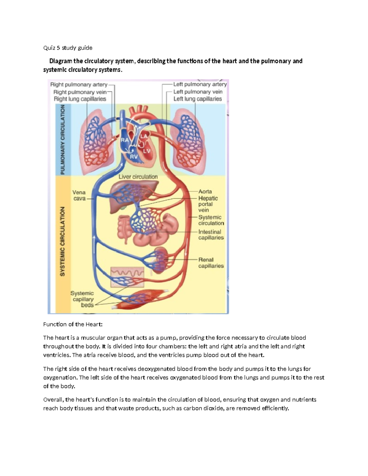 The Circulatory System Science Educational School Posters