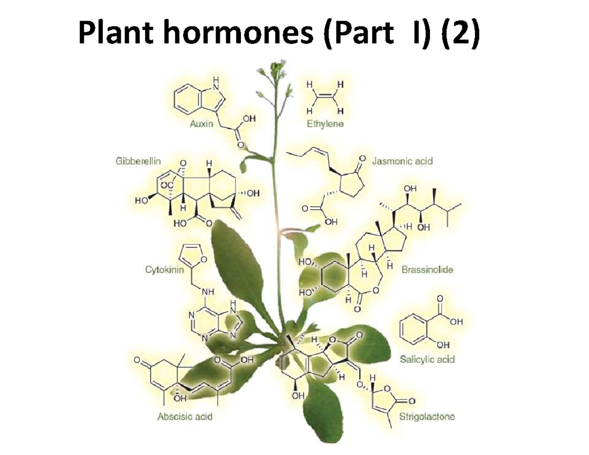 Lecture 31 - Plant hormones (Part I) - Plant hormones (Part I) (2 ...