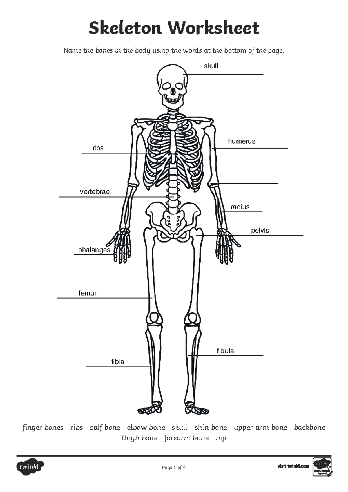 Skeleton-Worksheet - Skeleton Worksheet Name the bones in the body ...