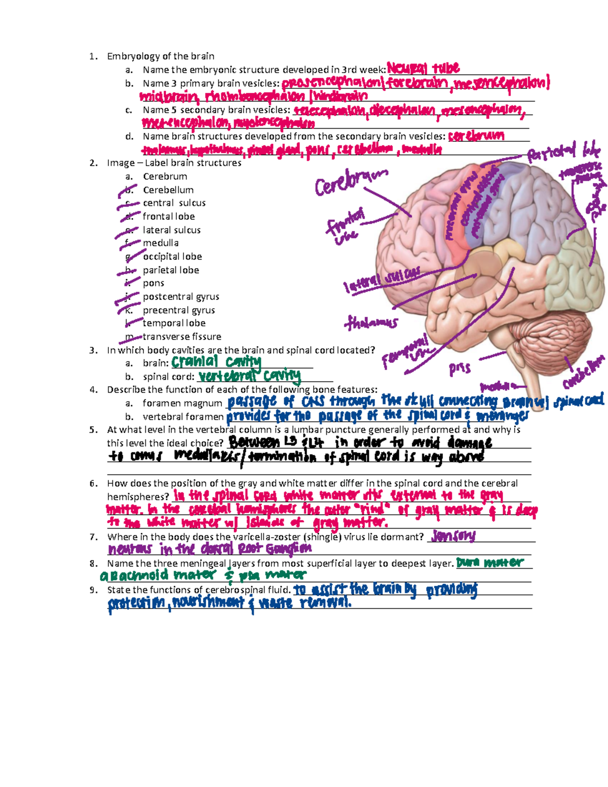 Lecture HW - CNS - The hw for this class - Embryology of the brain a. Name the embryonic ...