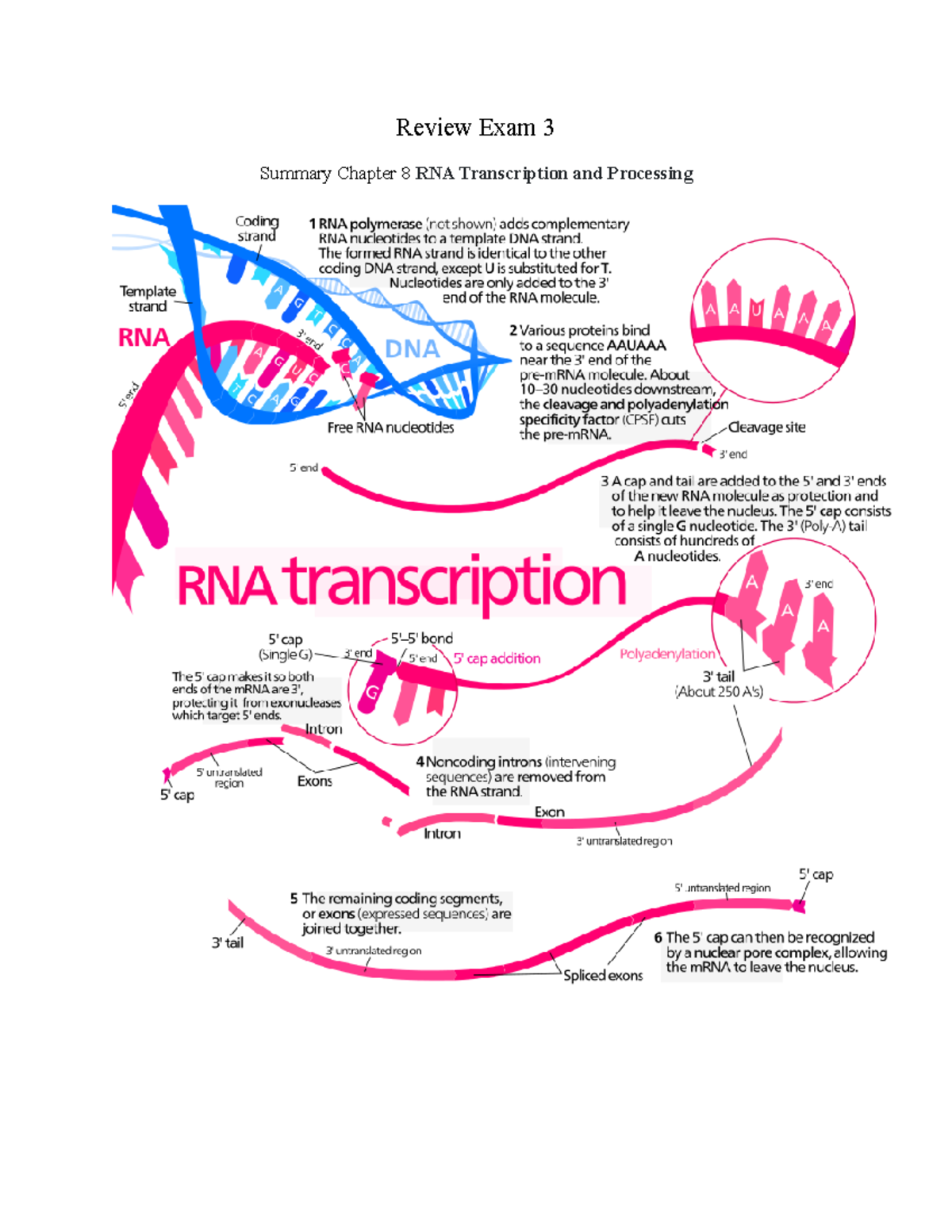 Review Exam 3 - Chapter summaries for Exam 3 - Review Exam 3 Summary ...