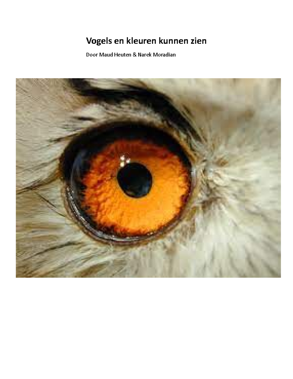 Vogel oog - Vogels en kleuren kunnen zien Door Maud Heuten & Narek ...