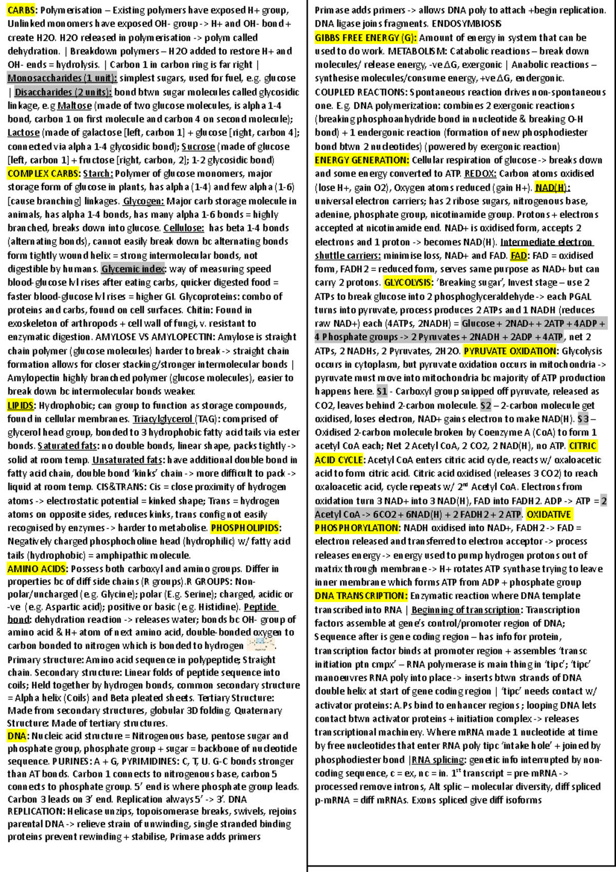 A4 Bio sheet - Primase adds primers -> allows DNA poly to attach +begin ...