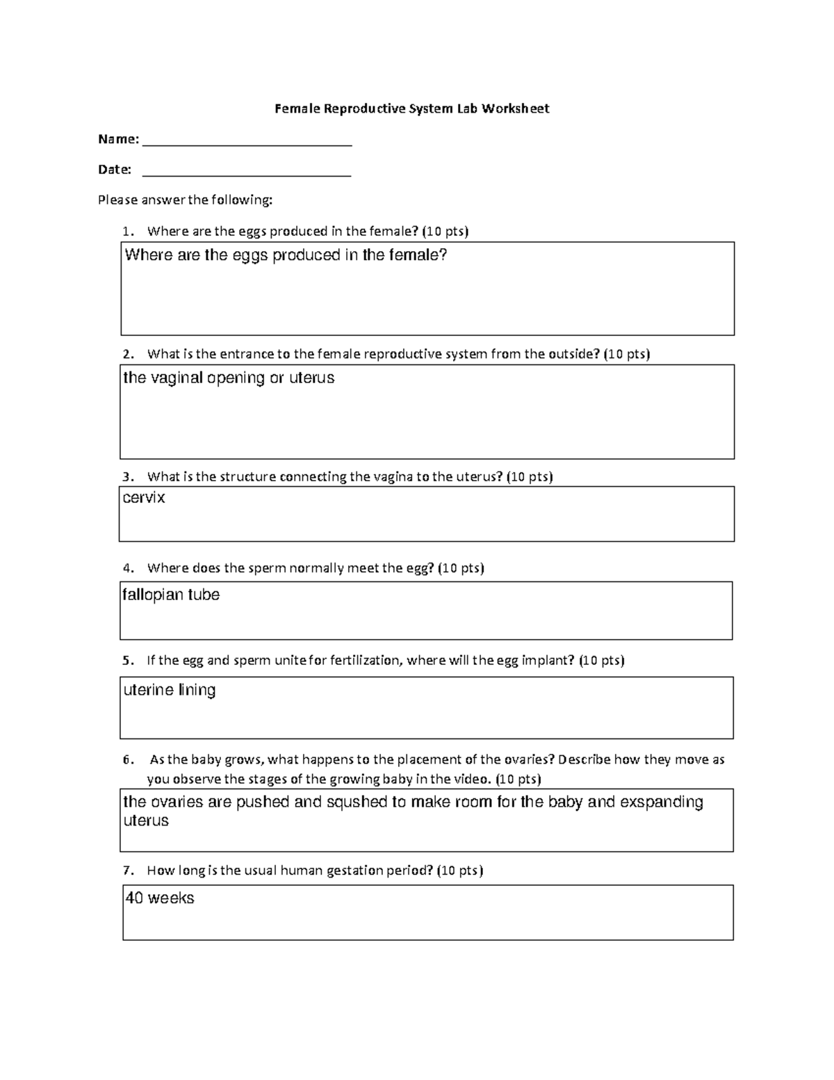 Female+Reproductive+Systems+Lab+Worksheet - Female Reproductive System ...