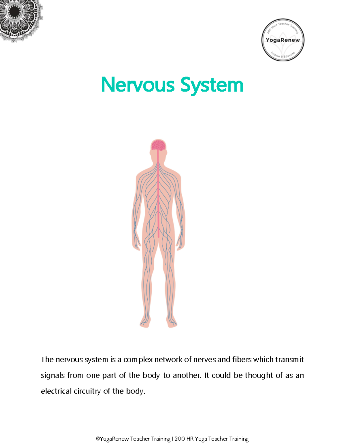 Nervous System Quick Reference - Nervous System The nervous system is a ...