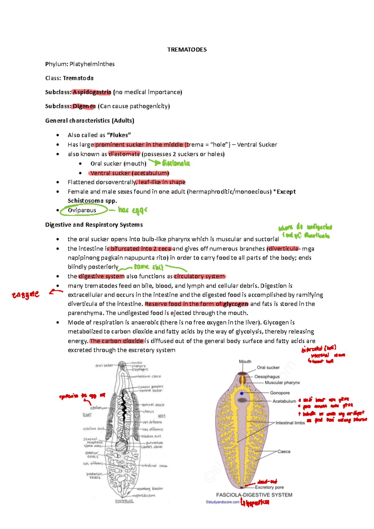Trematodes-LEC - notes - TREMATODES Phylum: Platyhelminthes Class ...
