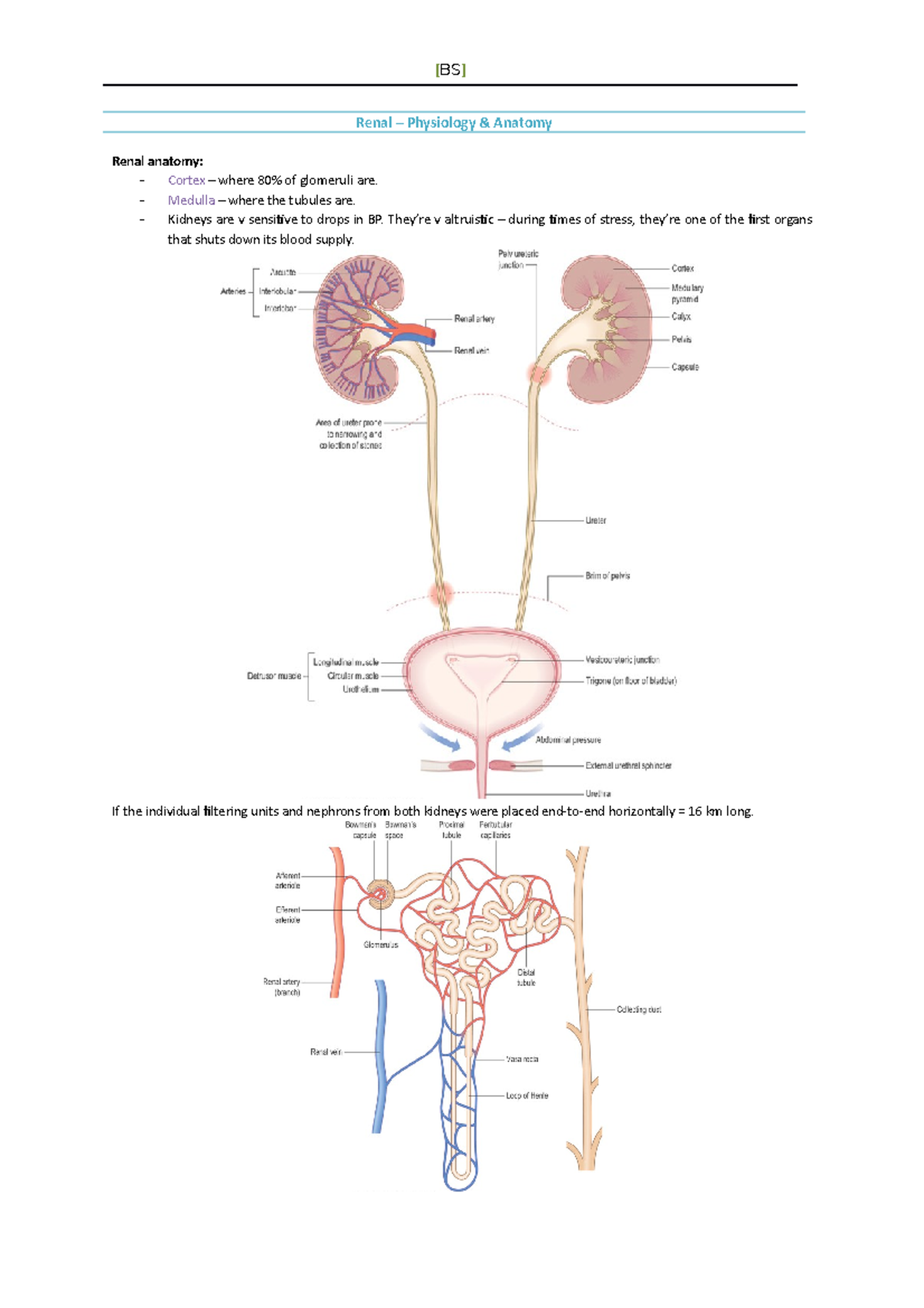 Renal - Summary Anatomy and Physiology - Physiology where of glomeruli ...