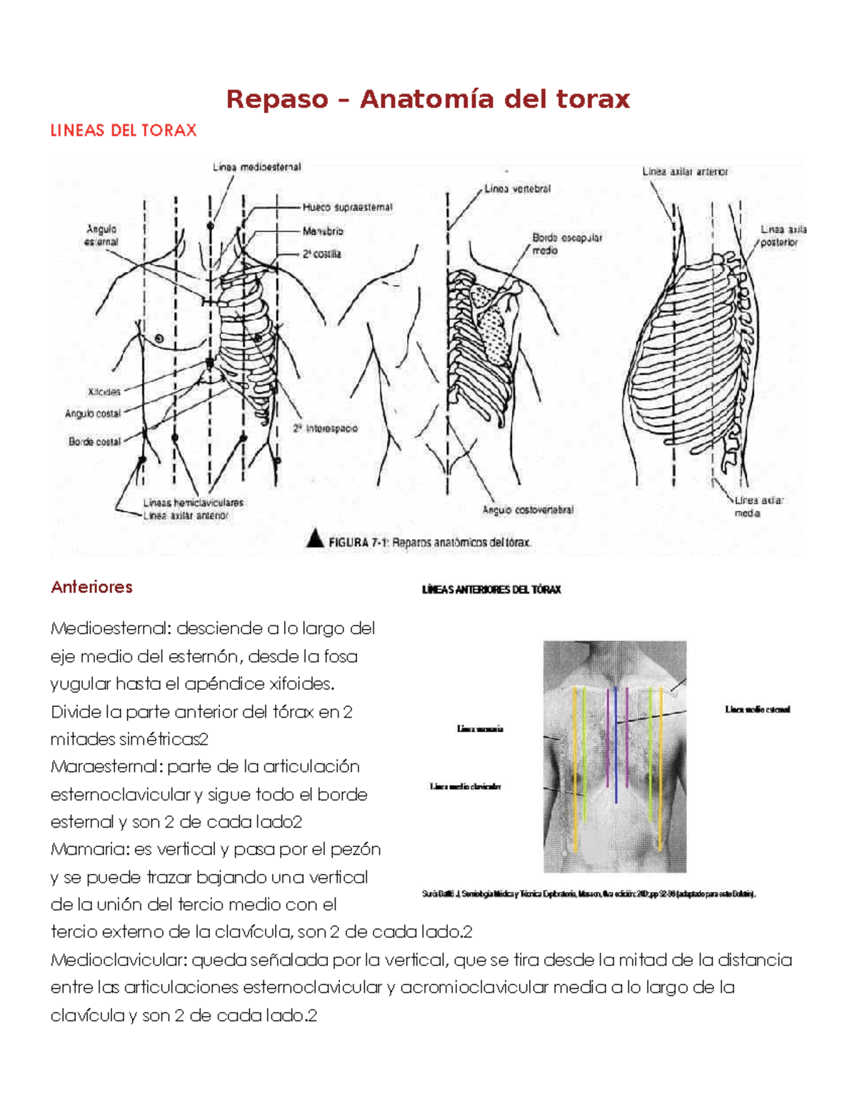 4.1 Repaso - Anatomia del torax - Repaso – Anatomía del torax LINEAS ...