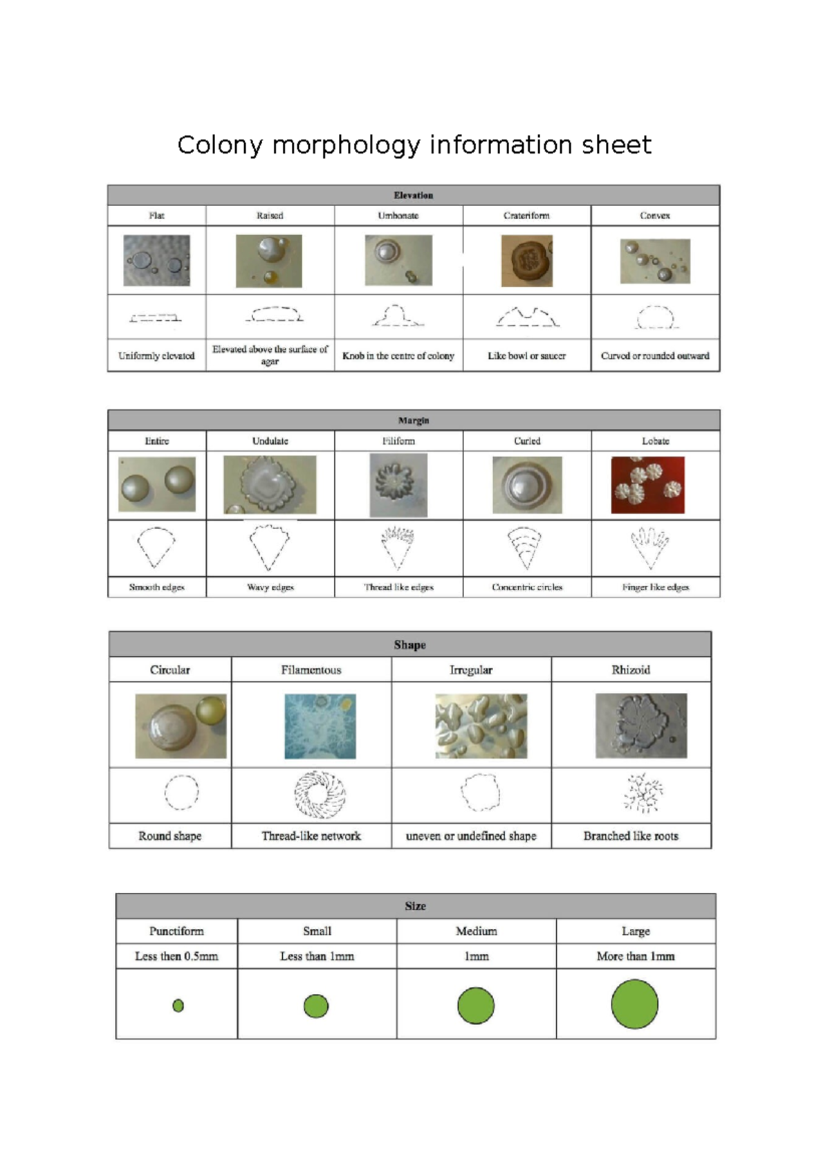 Colony morphology information sheet - Virology and other Cellular ...