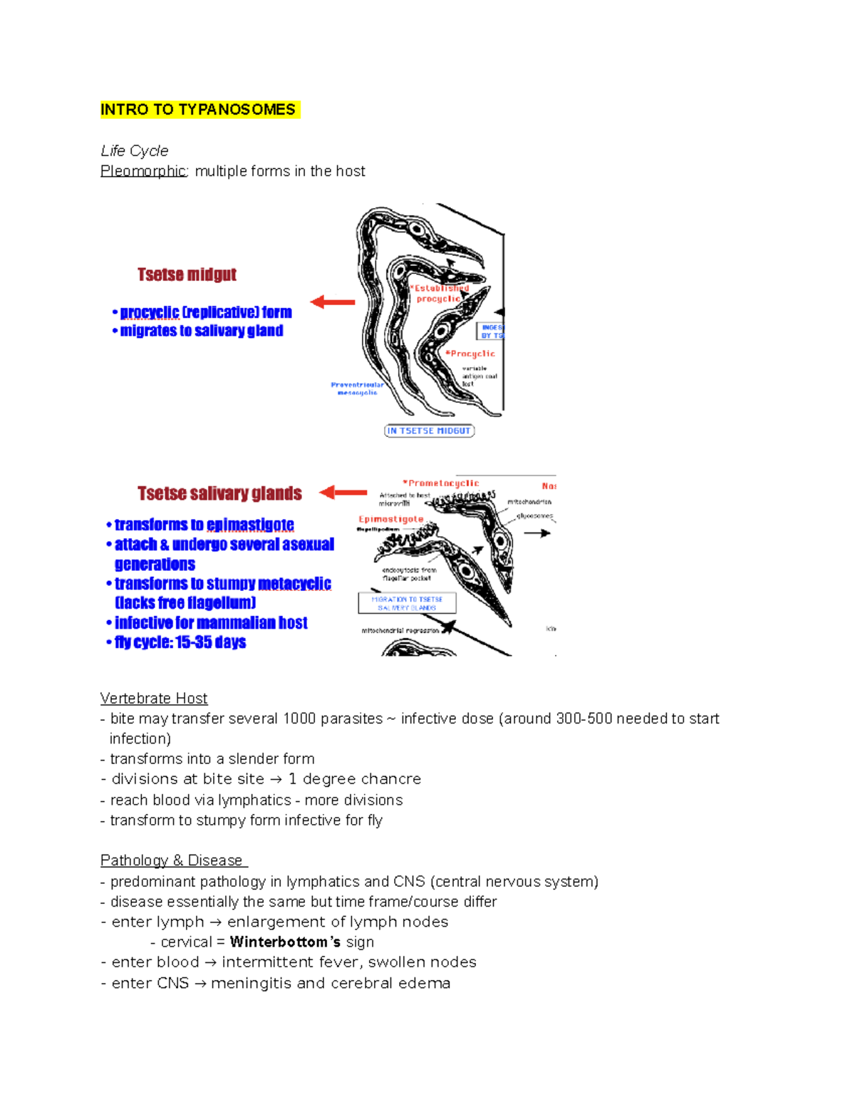 September notes - INTRO TO TYPANOSOMES Life Cycle Pleomorphic: multiple ...
