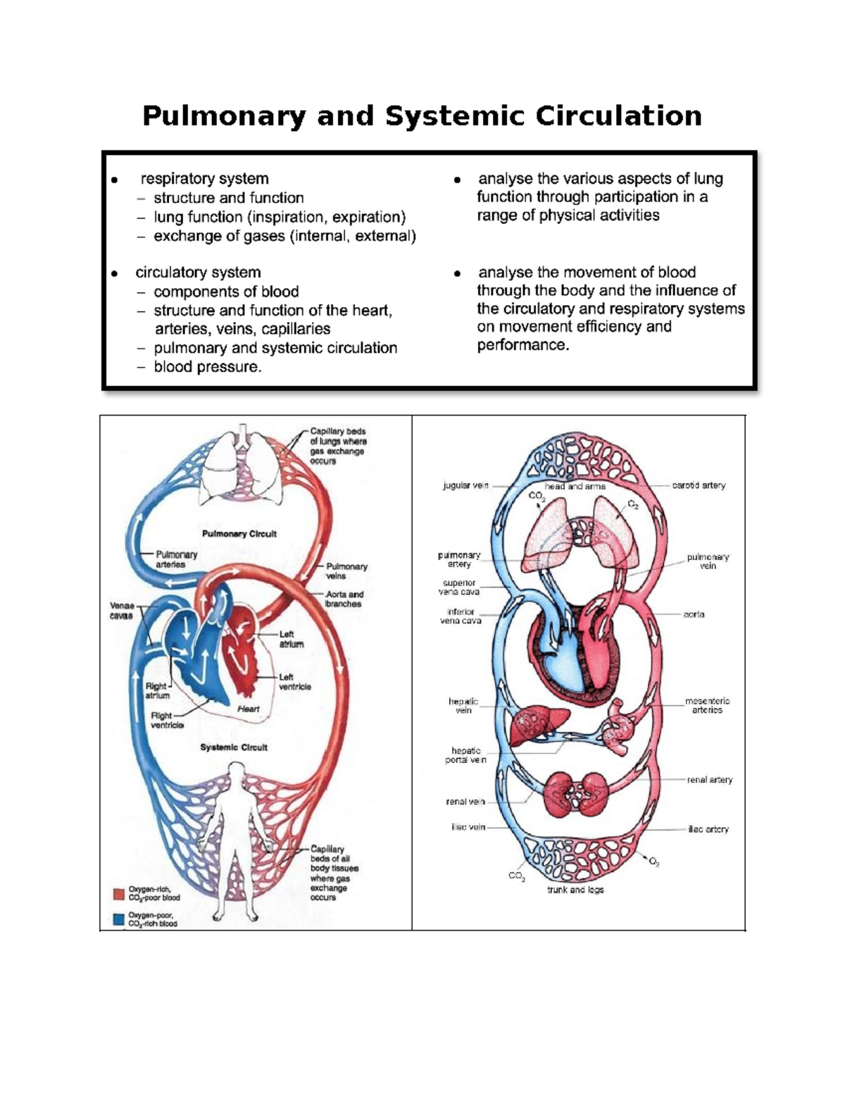 Pulmonary and Systemic Circulation - Pulmonary and Systemic Circulation ...