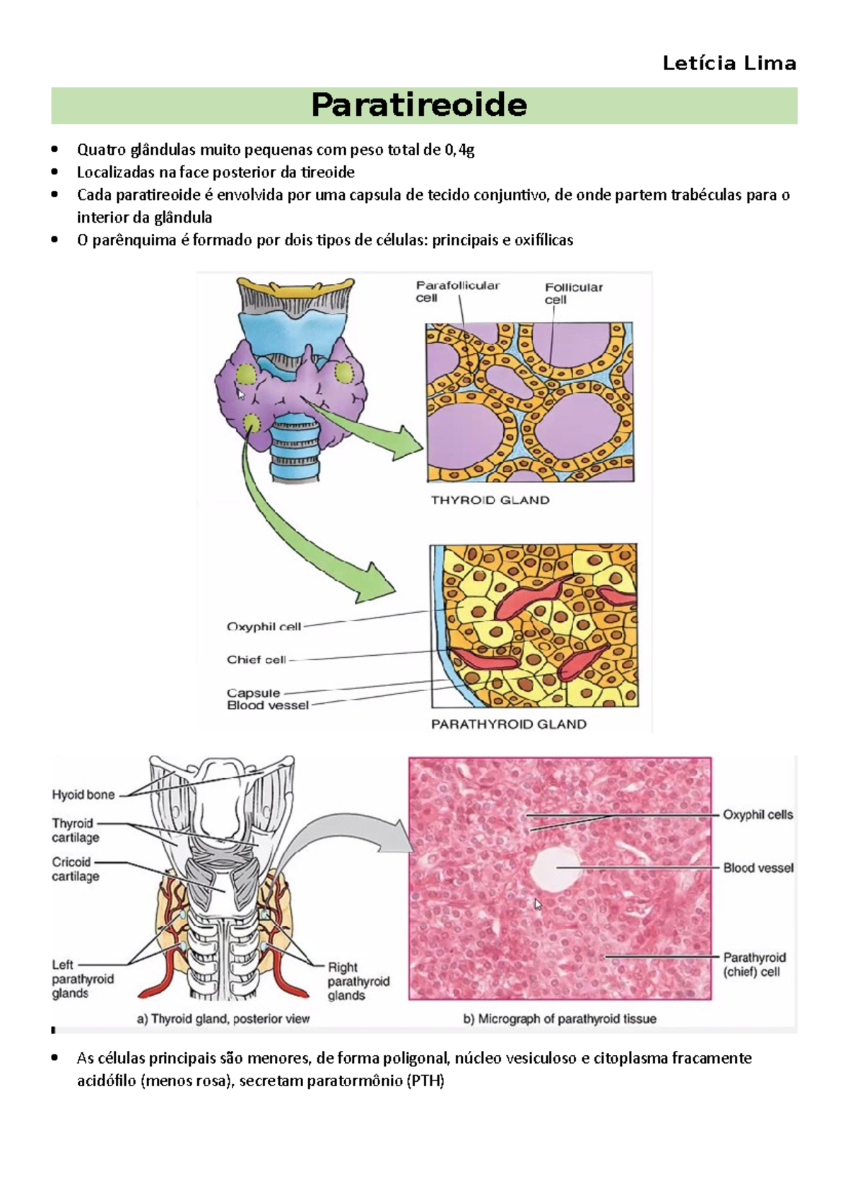 Paratireoide - Resumo completo da aula - Letícia Lima Paratireoide ...
