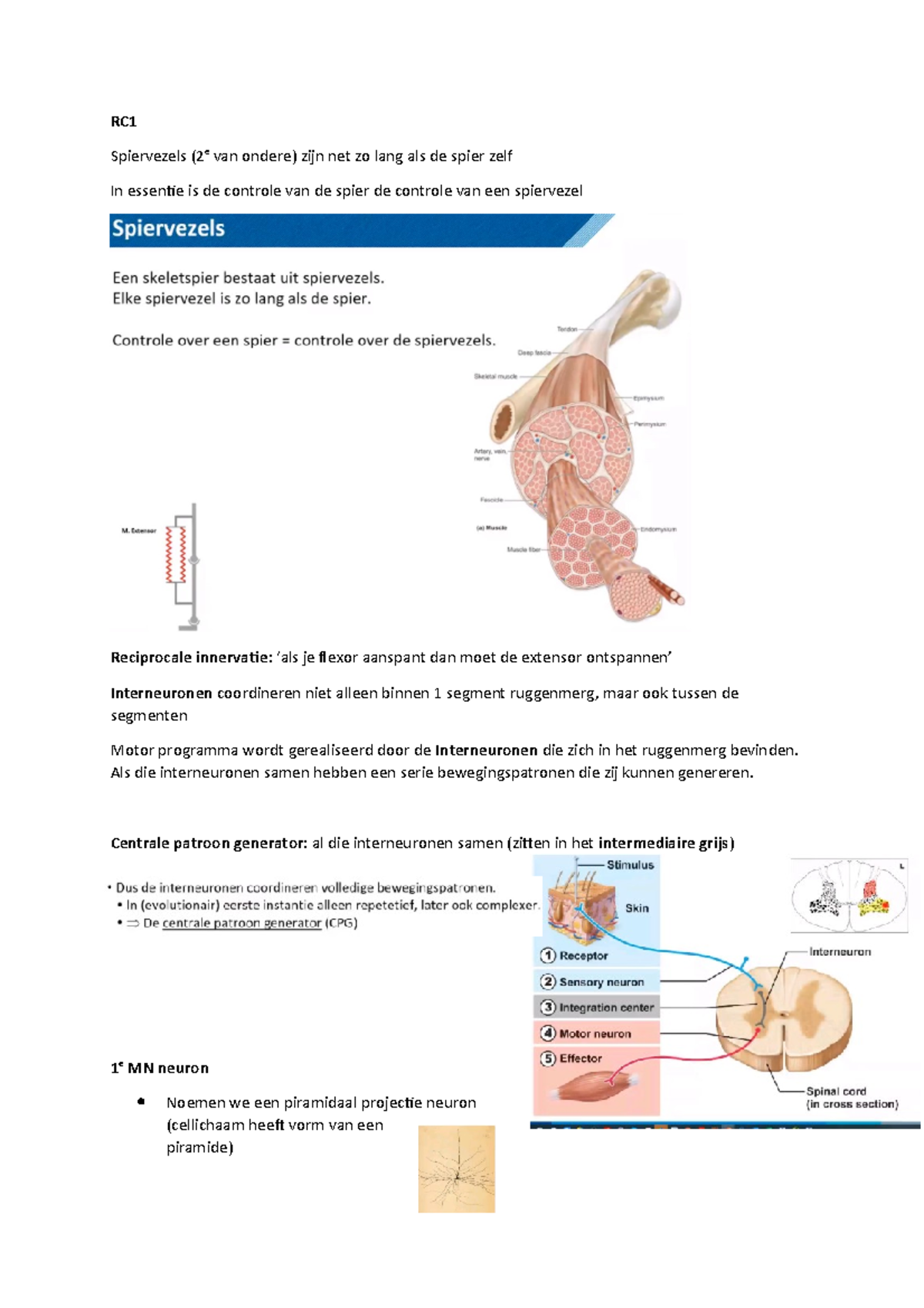 Responsie college 1 van blok hersenen en aansturing - RC Spiervezels ...