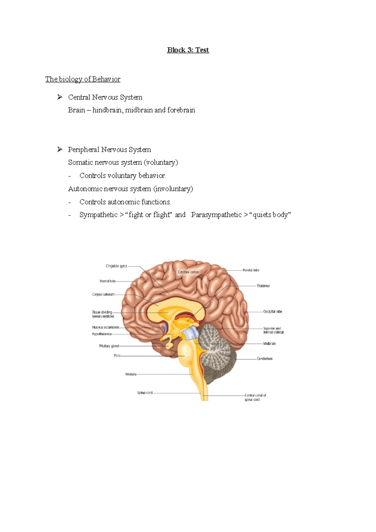 Block 3 Psychology - Block 3: Test The biology of Behavior Central ...