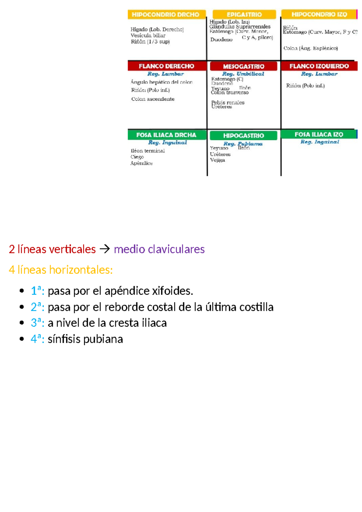 Division de abdomen cerrado - Anatomía - 2 líneas verticales medio ...