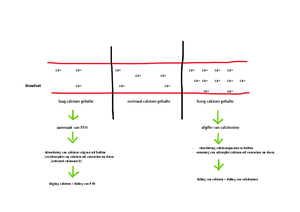 Anatomy of the cow - anatomie van een koe - descending colon transverse ...