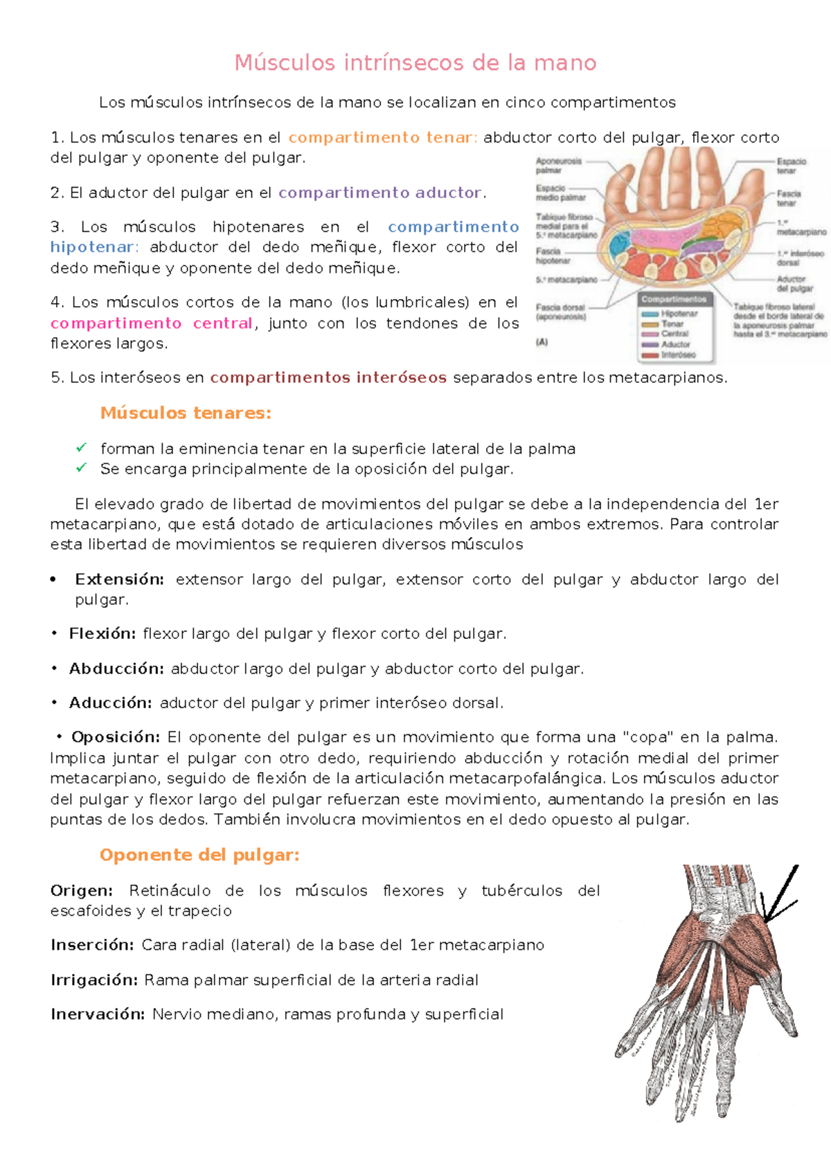 Músculos intrínsecos de la mano - Músculos intrínsecos de la mano Los ...