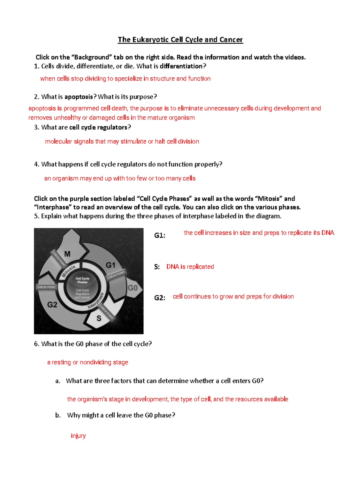 Kami Export - Cell Cycle and Cancer clicknlearn worksheet - The ...