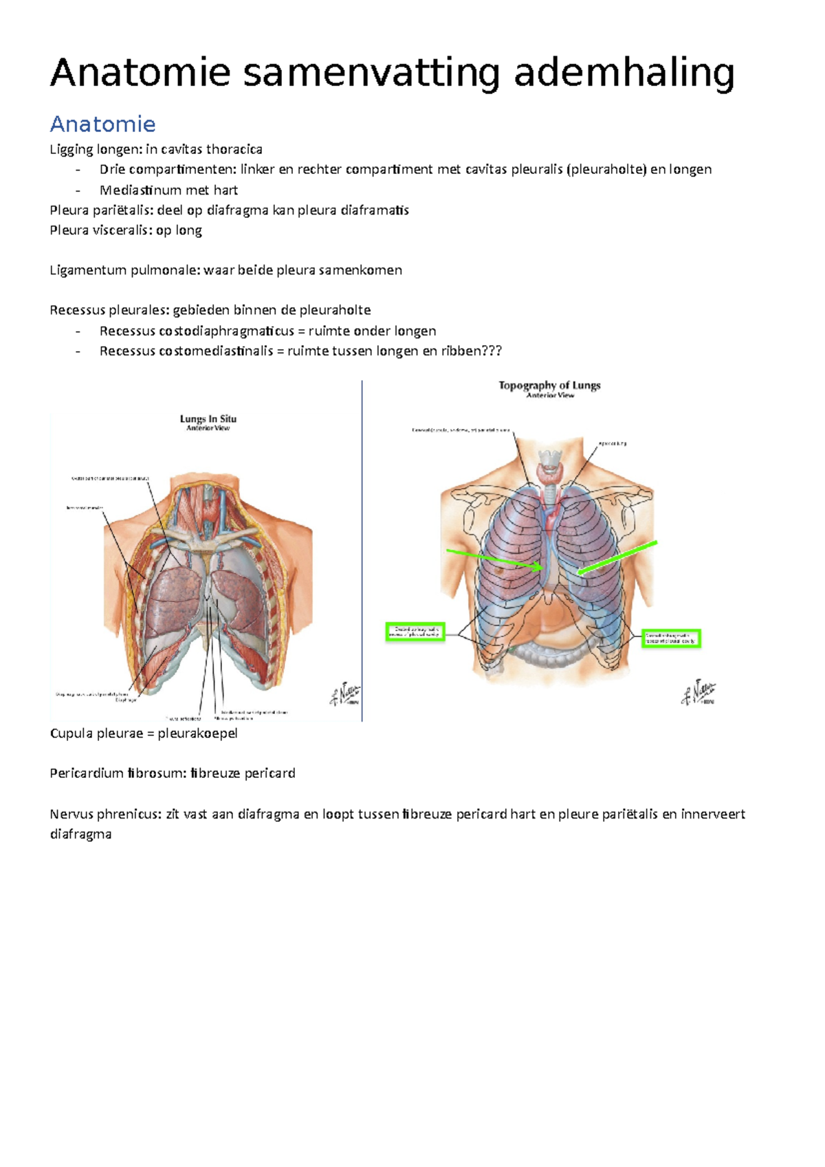 Anatomie samenvatting ademhaling - Anatomie samenvatting ademhaling ...