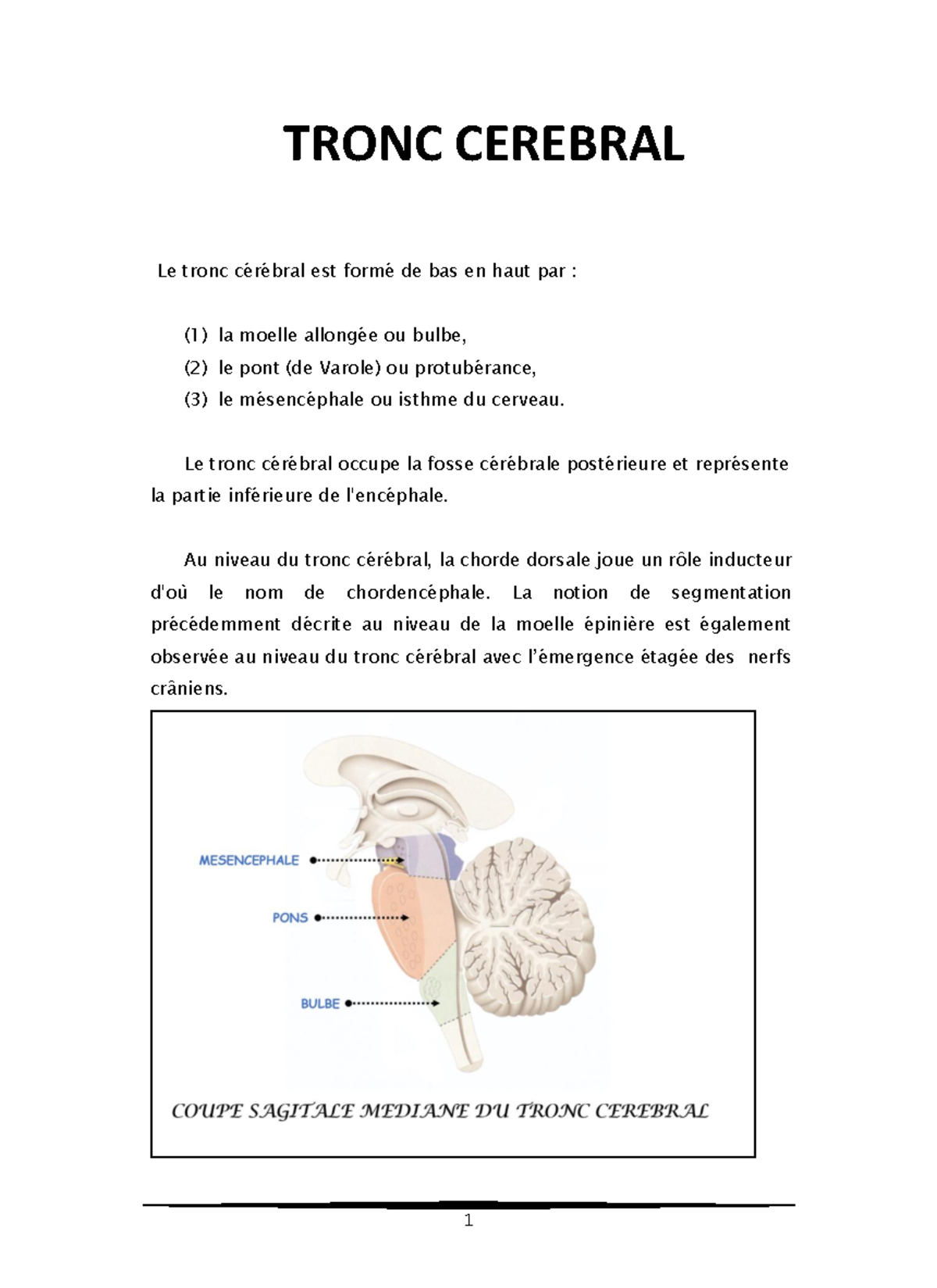 Tronc-cérébral - Cours résumé du physiologie du tronc cérébral - TRONC ...