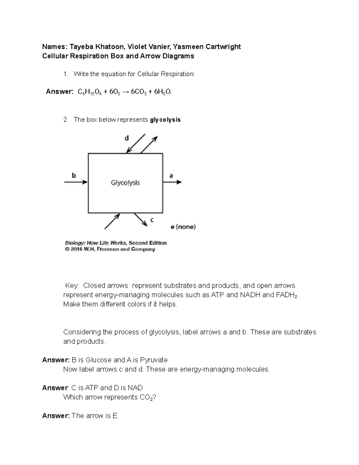 Cellular Respiration Box and Arrow Diagrams - Names: Tayeba Khatoon ...