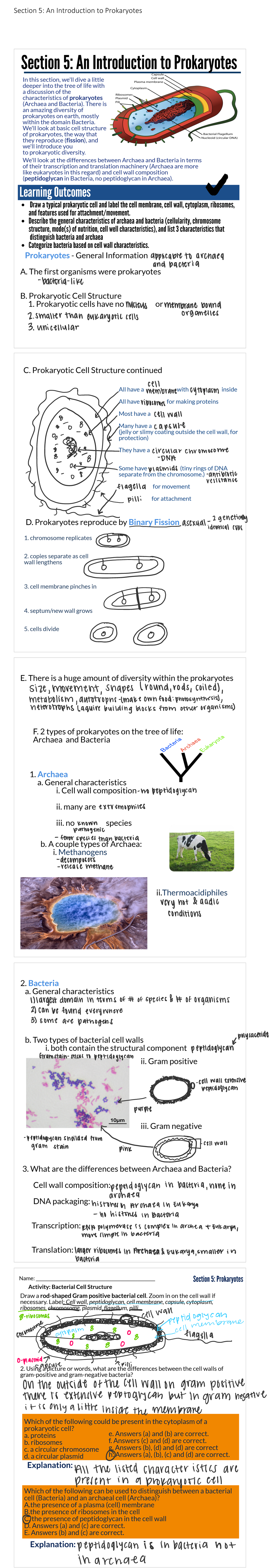 Section 5 An Introduction to Prokaryotes - BIO148 - Section 5: An ...