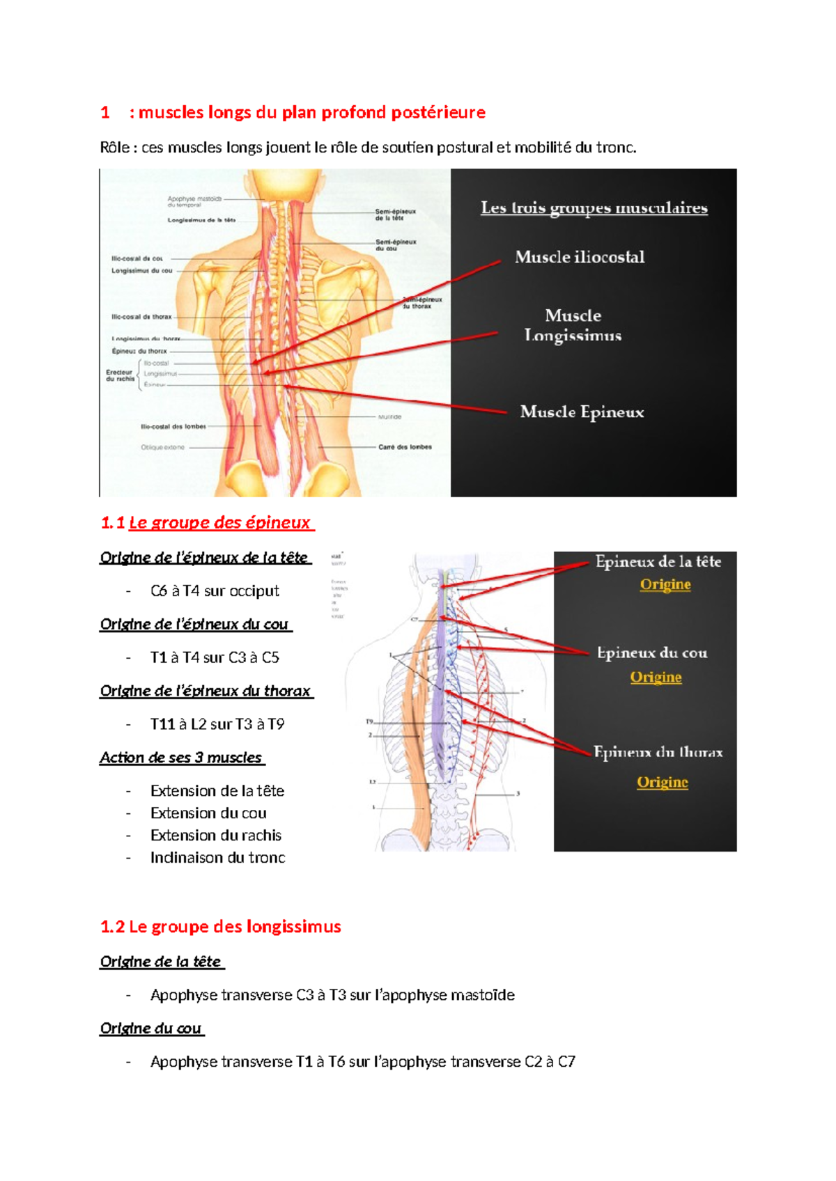 Muscles longs du plan profond postérieure - 1 : muscles longs du plan ...