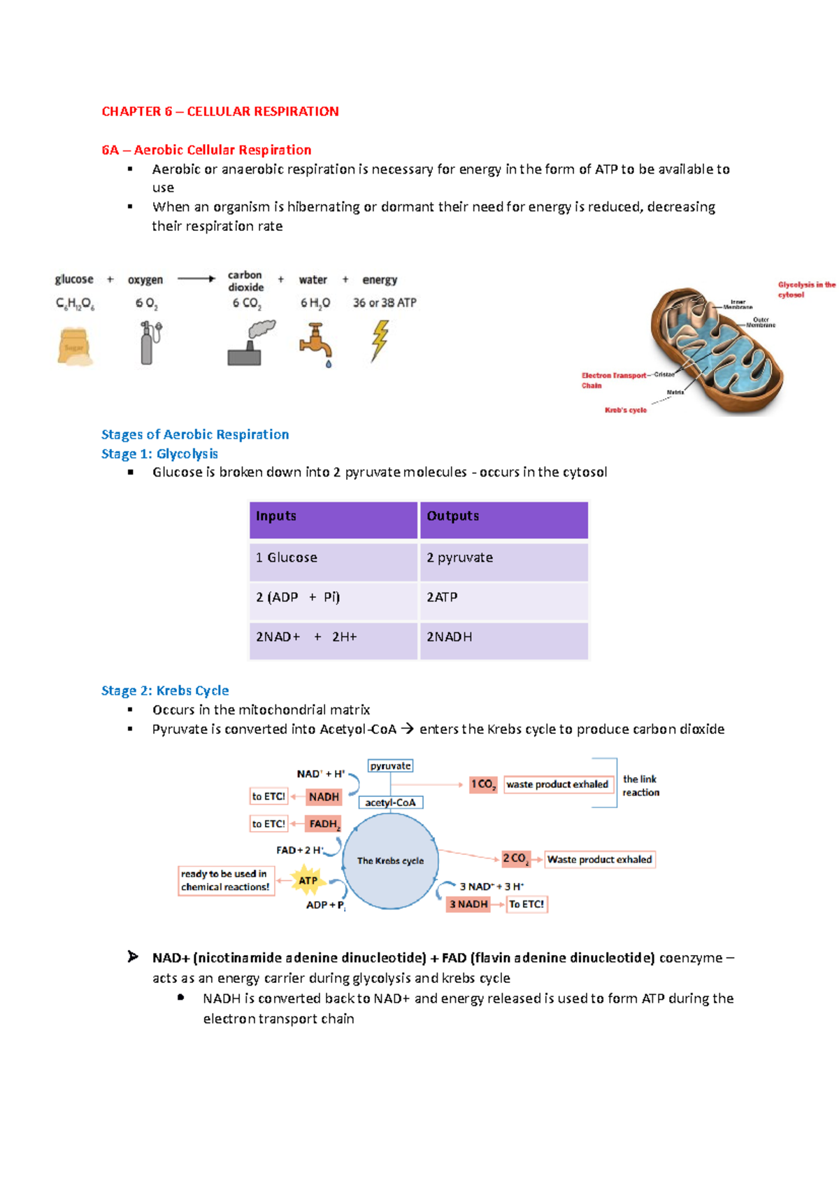 Cellular Respiration Notes - CHAPTER 6 – CELLULAR RESPIRATION 6A ...