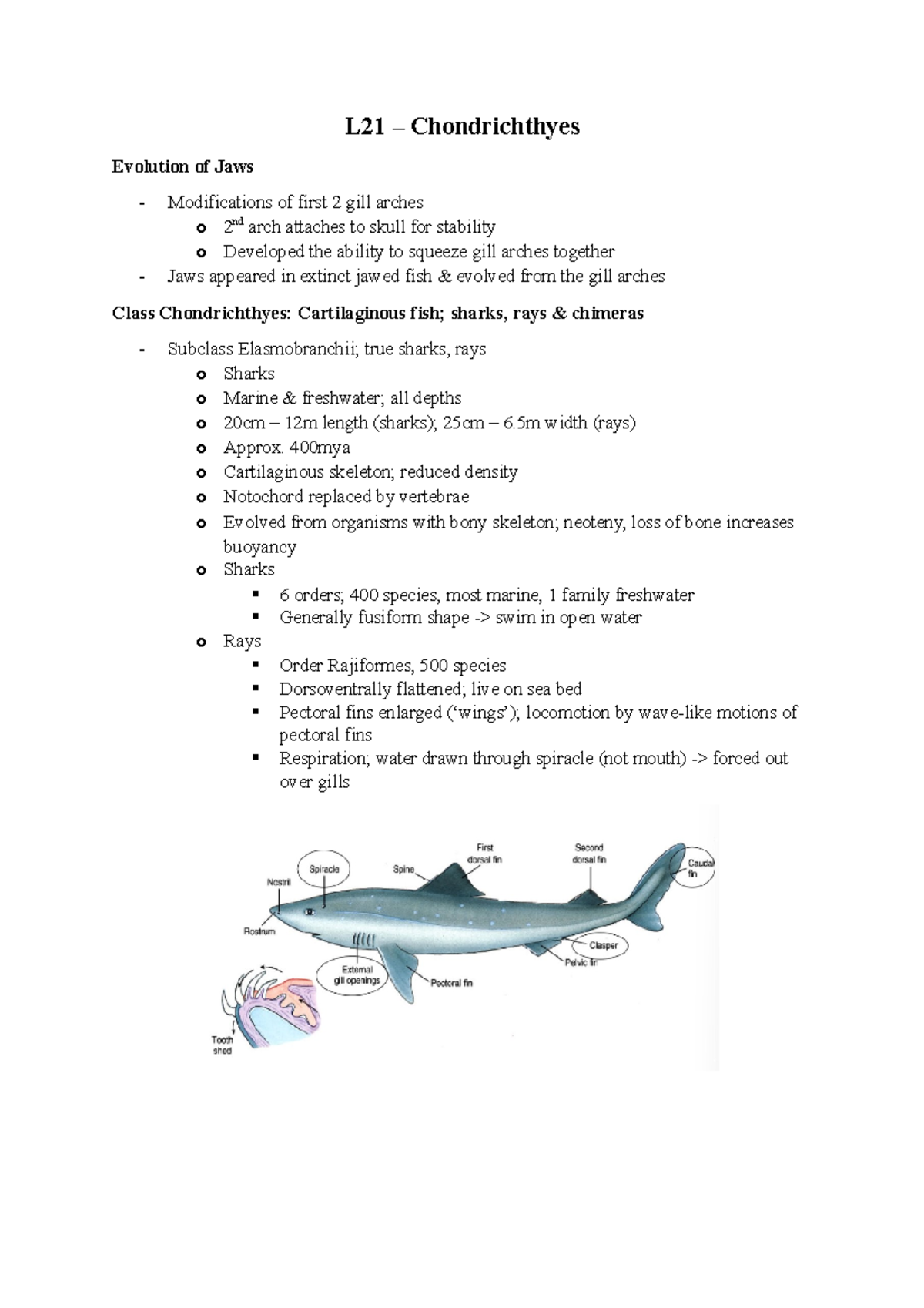 L20-26 notes - L21 – Chondrichthyes Evolution of Jaws - Modifications ...