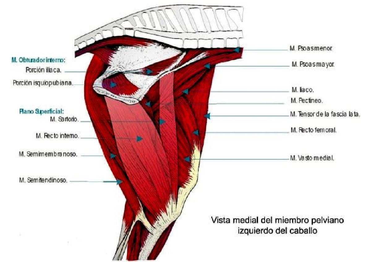 Musculo - Fxugxgxtc - Anatomía Veterinaria I Física Biológica - Studocu