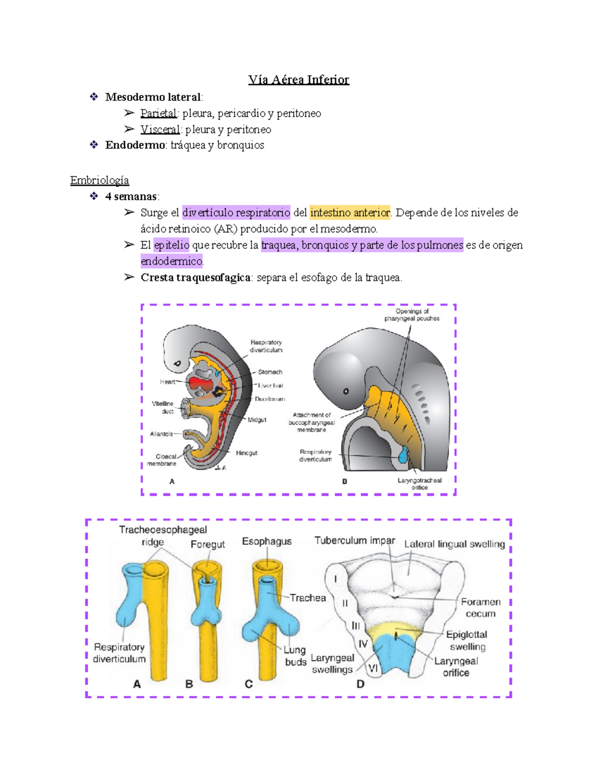 Vía Aérea Inferior - Vía Aérea Inferior Mesodermo lateral : Parietal ...