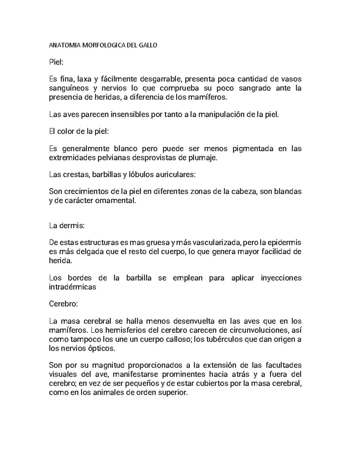 Anatomia Morfologica del Gallo - ANATOMIA MORFOLOGICA DEL GALLO Piel ...