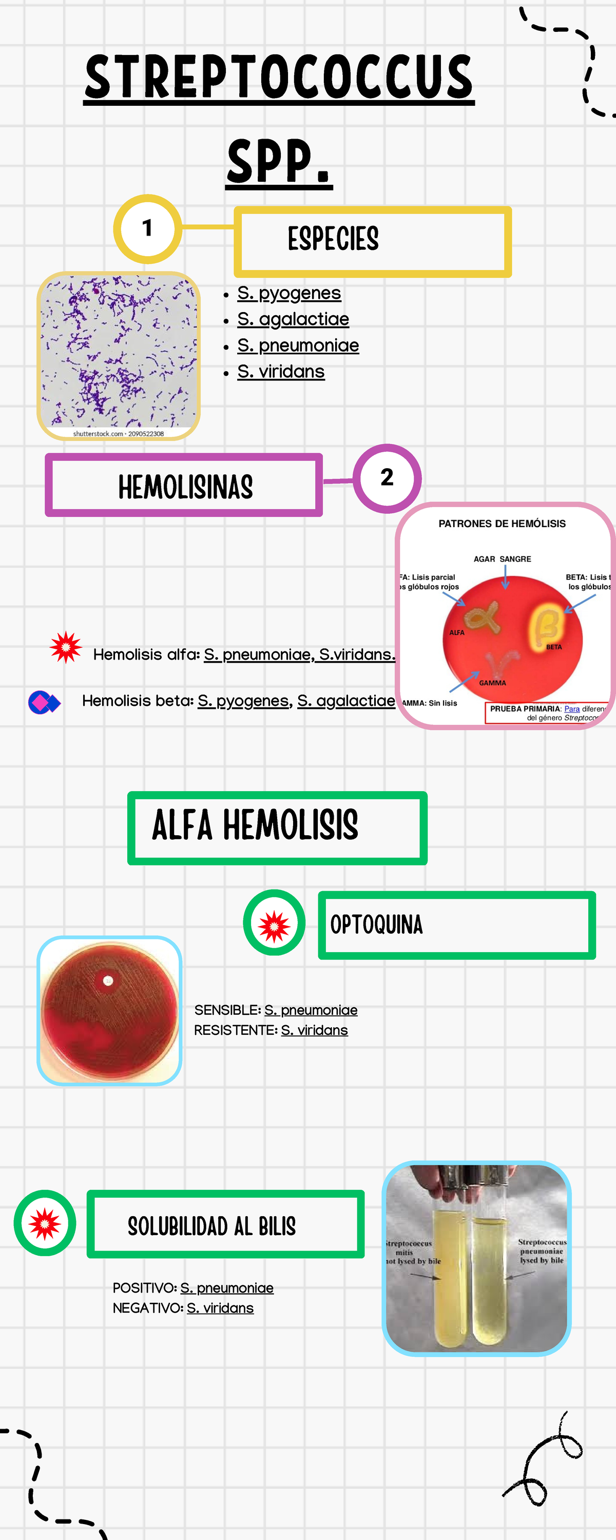 Infografia Streptococcus - Microbiología - 1 2 Hemolisis alfa: S. pneumoniae, S. Hemolisis beta ...