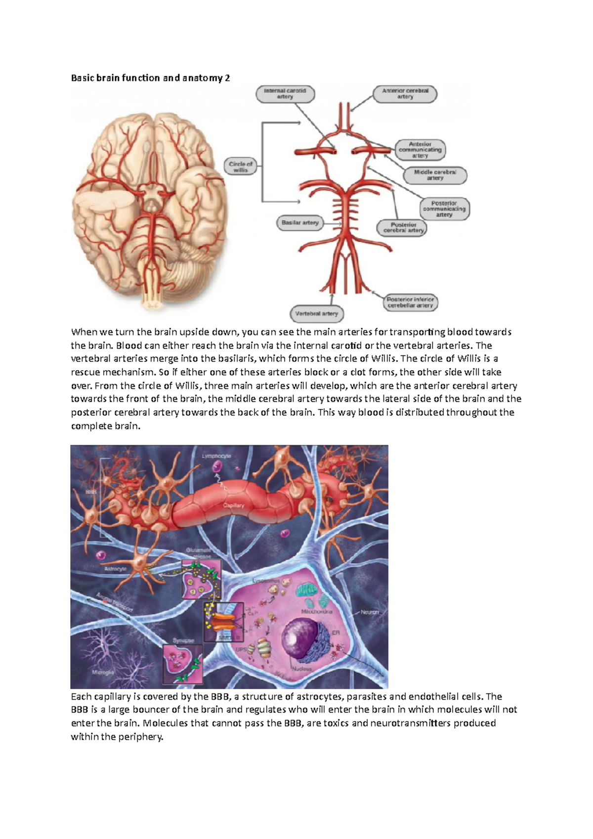 Knowledge clip basic brain function and anatomy 2 - Basic brain ...