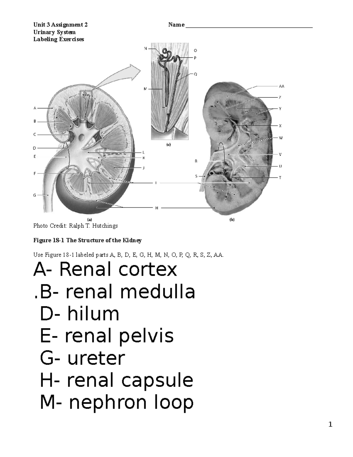 BIO116HWChapter 20Urinary - Urinary System Labeling Exercises Photo ...