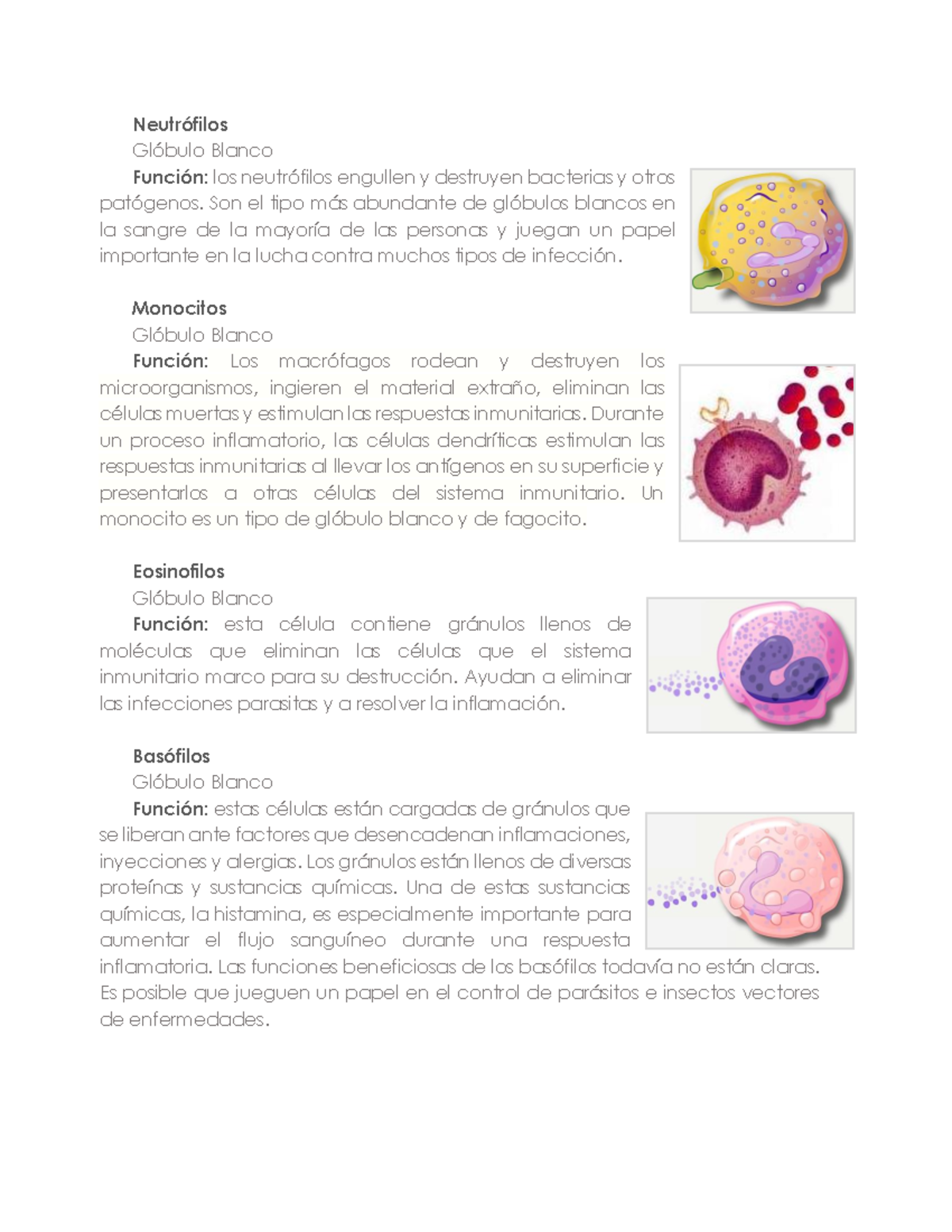 Funciones de globulos blancos -4 - Neutrófilos Glóbulo Blanco Función: los neutrófilos engullen ...