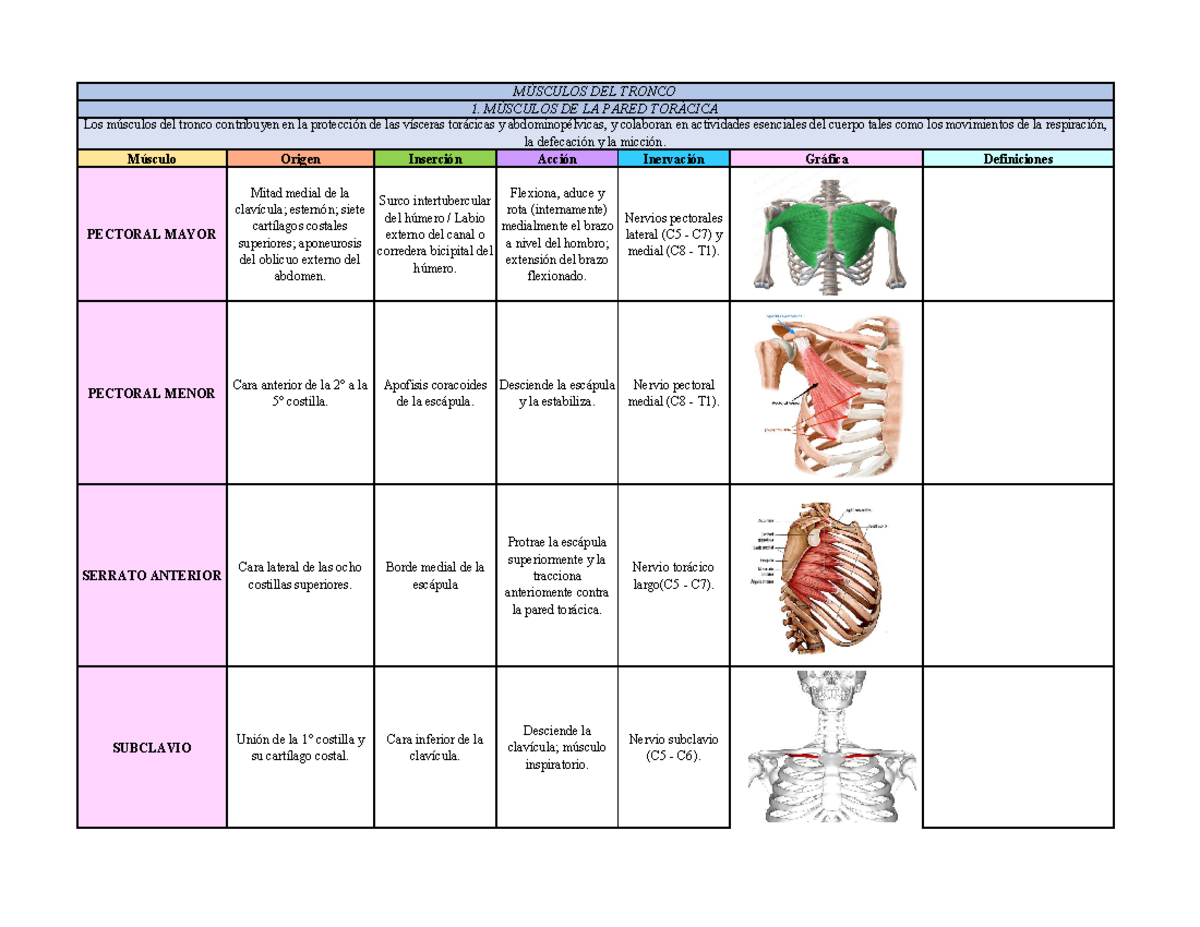 Musculos del tronco Manuela Uribe - Músculo Origen Inserción Acción ...
