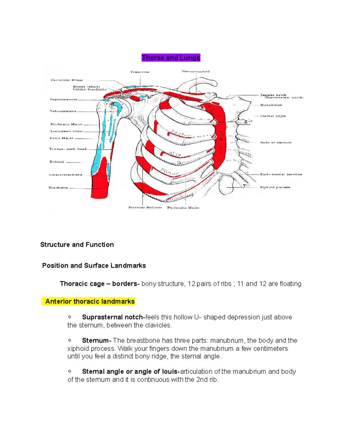 Thorax and Lungs - Structure and Function, Subjective and Objective ...