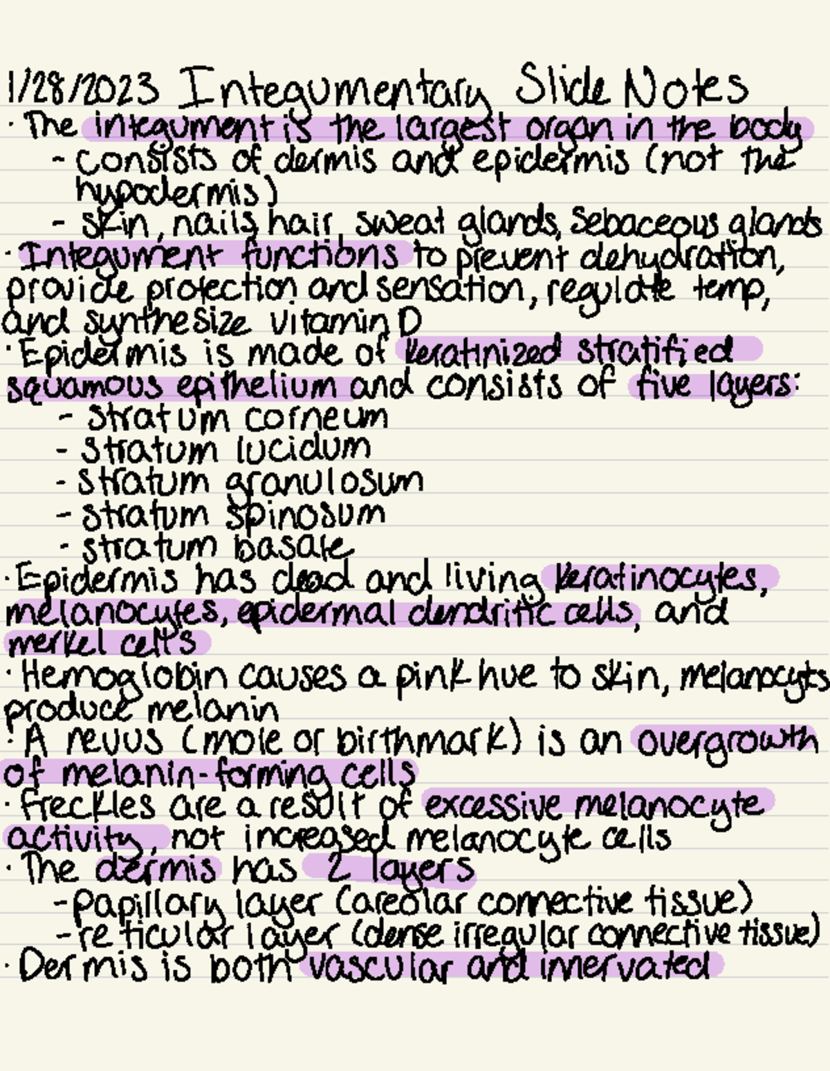 Cell 220 Integumentary system Slide Notes - 11281023 Integumentary ...