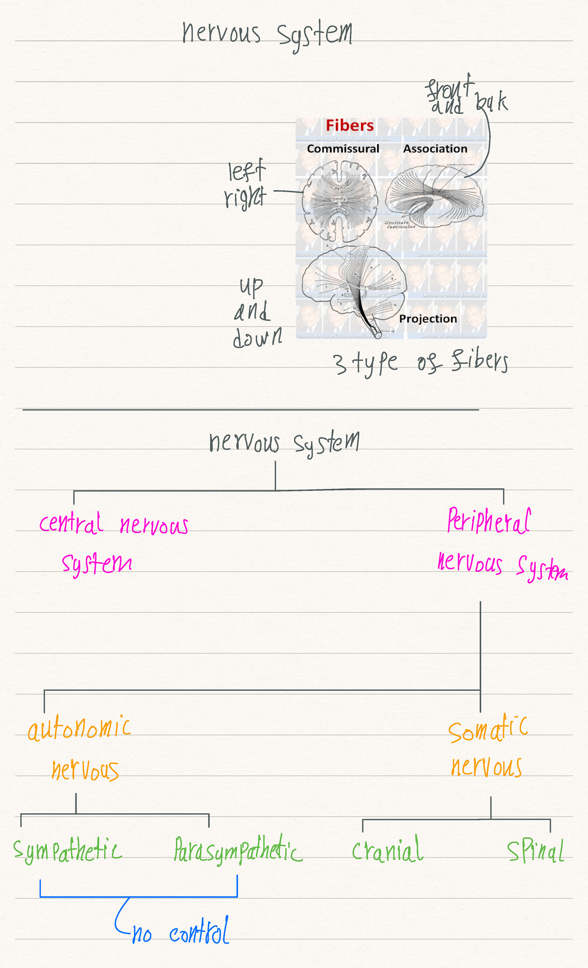 Nervous system note - Notes - nervous system Funtbak left right up and ...