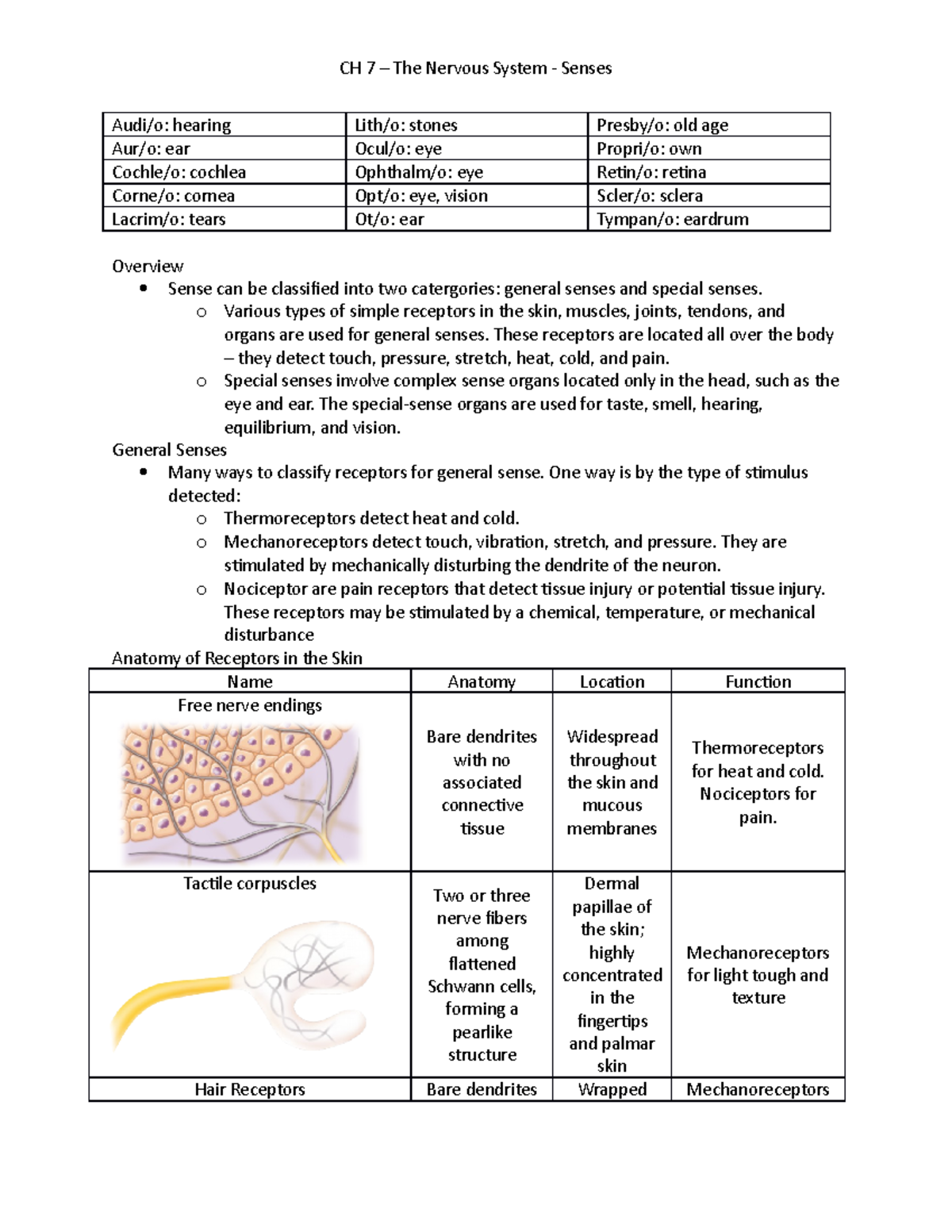 CH 7 Nervous System - Senses Notes - Audi/o: hearing Lith/o: stones ...