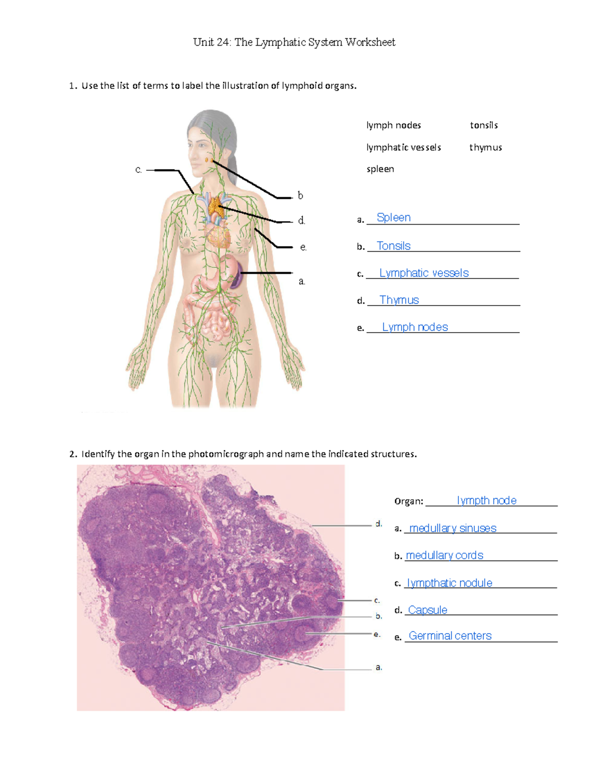 Unit 24 Worksheet Fa22 - Unit 24 is discussing the lymphatic system ...